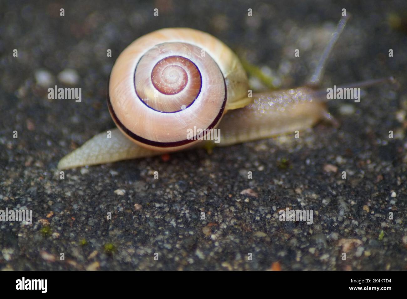 Garden ligaments snail hi-res stock photography and images - Alamy