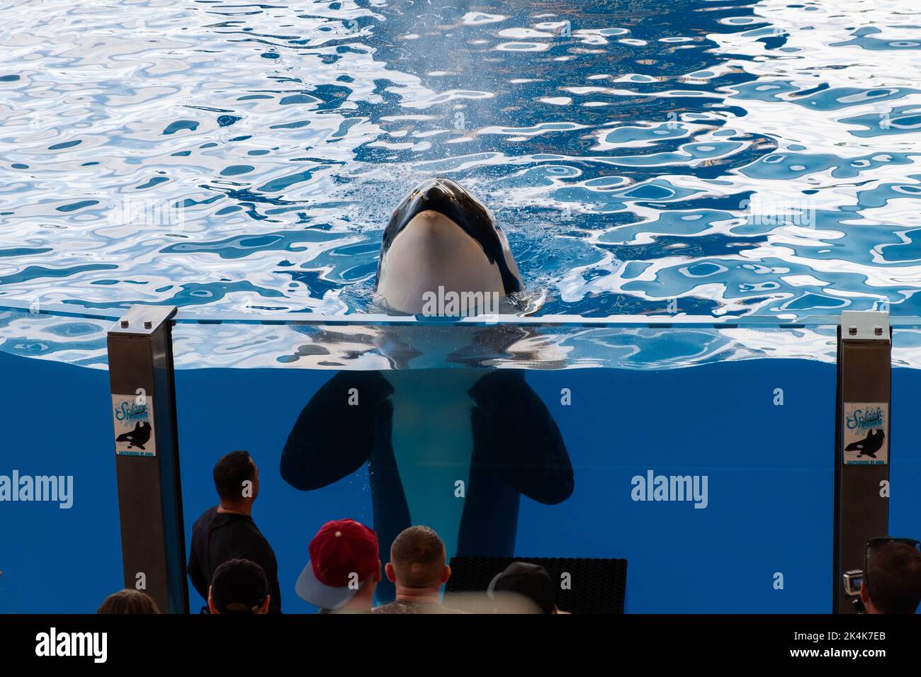 Tenerife, Spain - August, 2022: Orca whale show at Loro Parque in ...