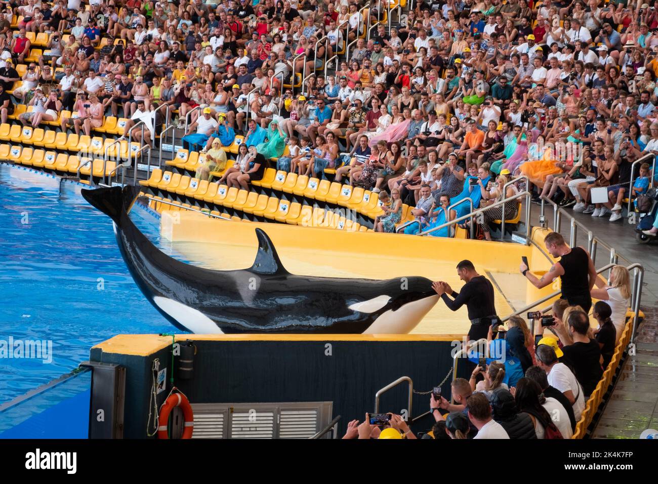 Tenerife, Spain - August, 2022: Orca whale show at Loro Parque in ...