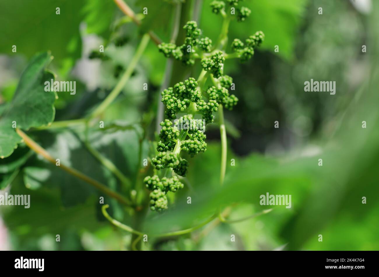 Young bunch of grapes before flowering. Flowering of grapes. Gardening ...