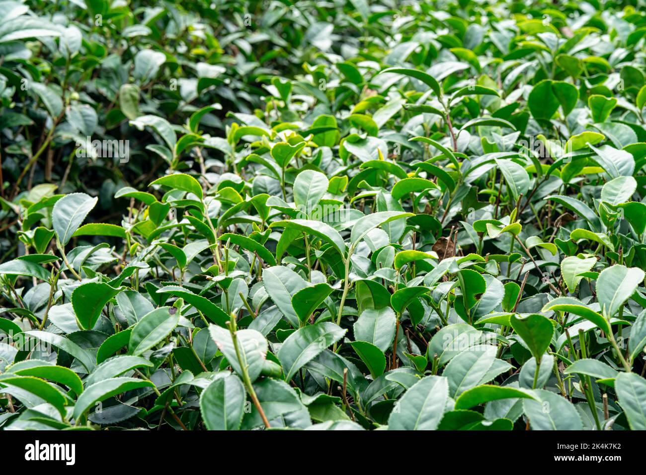 Close up of beautiful green tea crop garden rows scene, design concept ...