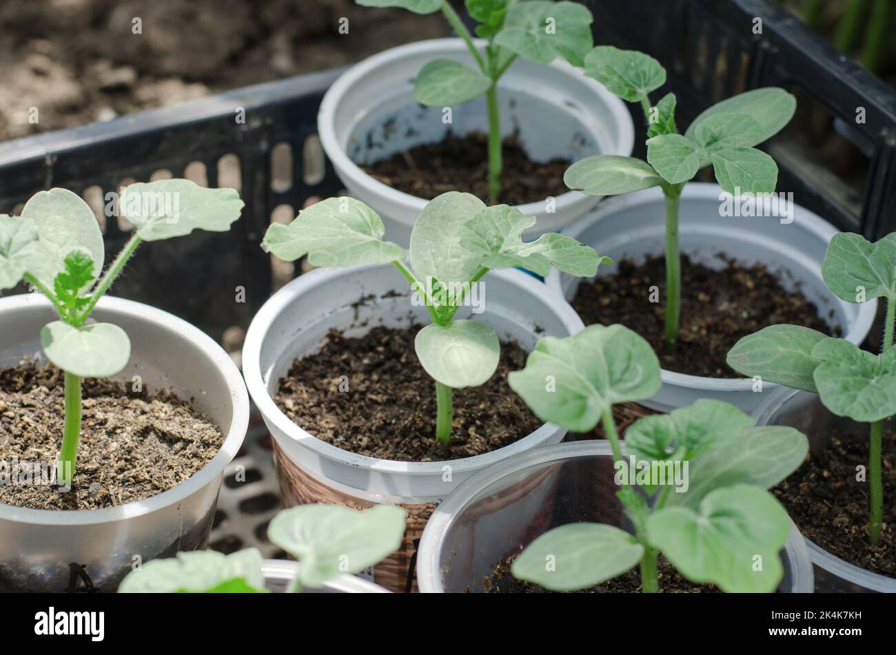 Seedlings of watermelons ready for planting in open ground. Growing ...