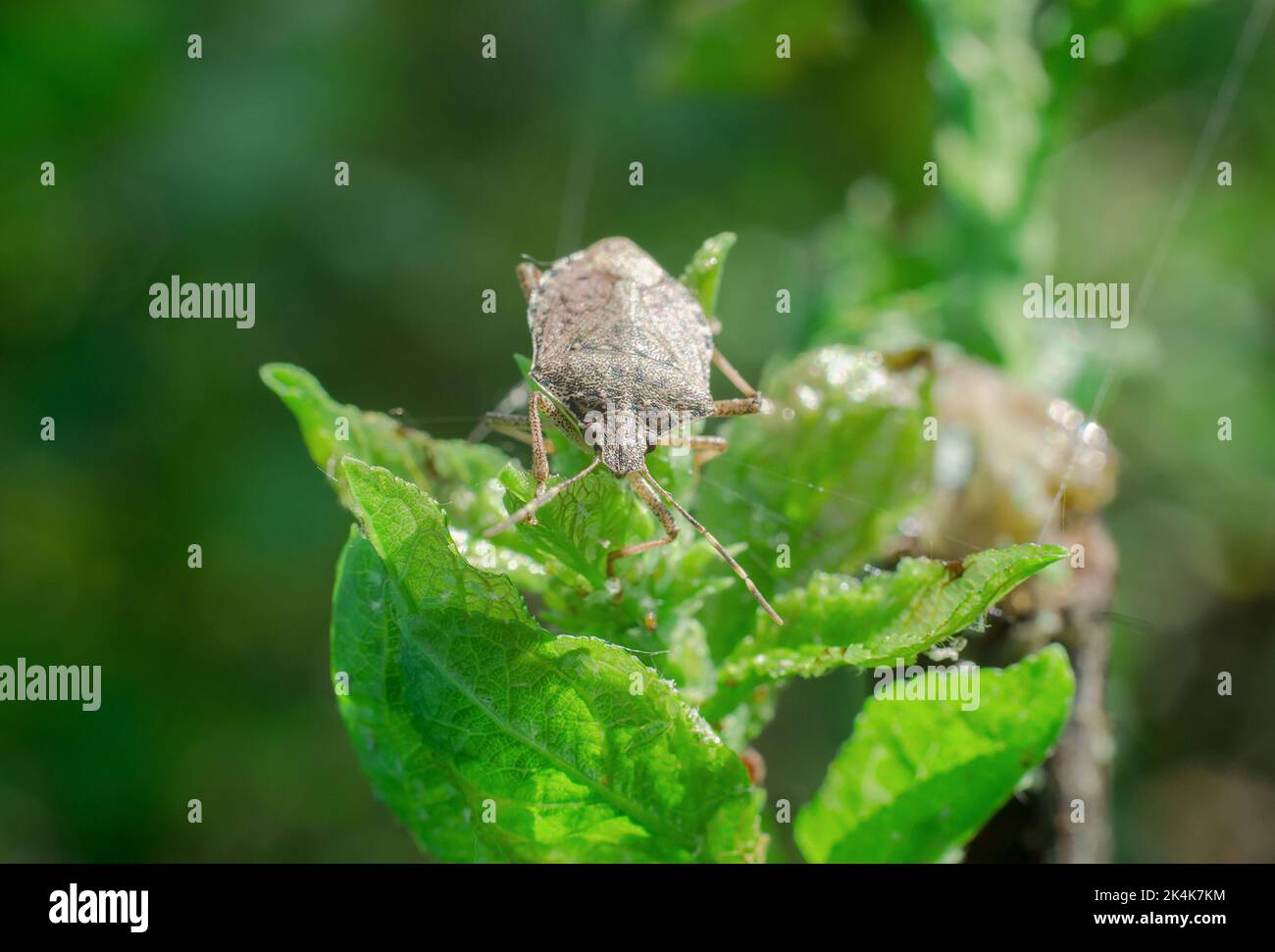 Green marmorated stink bug hi-res stock photography and images - Alamy