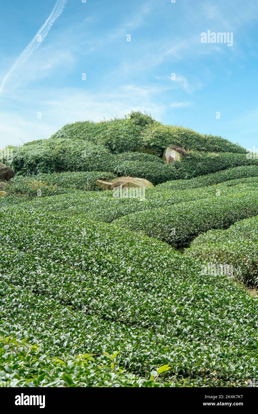 Close up of beautiful green tea crop garden rows scene, design concept ...