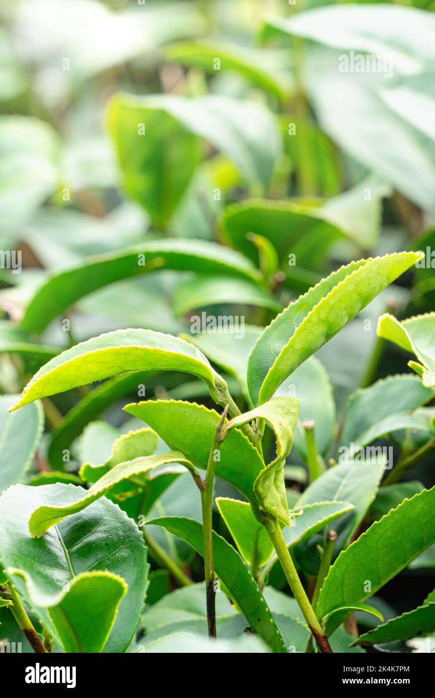 Close up of beautiful green tea crop garden rows scene, design concept ...