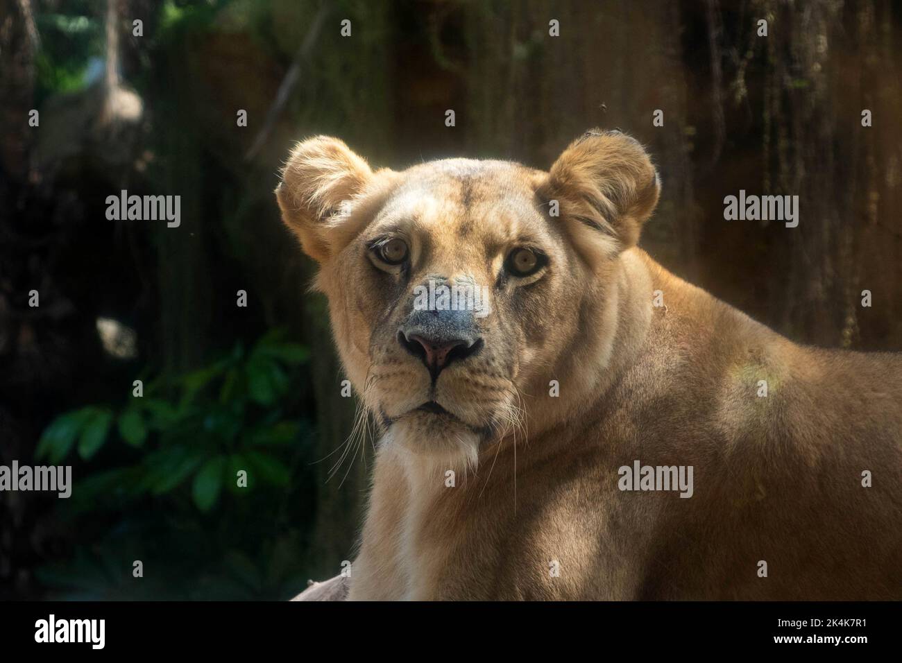 female lion or lioness portrait Stock Photo - Alamy