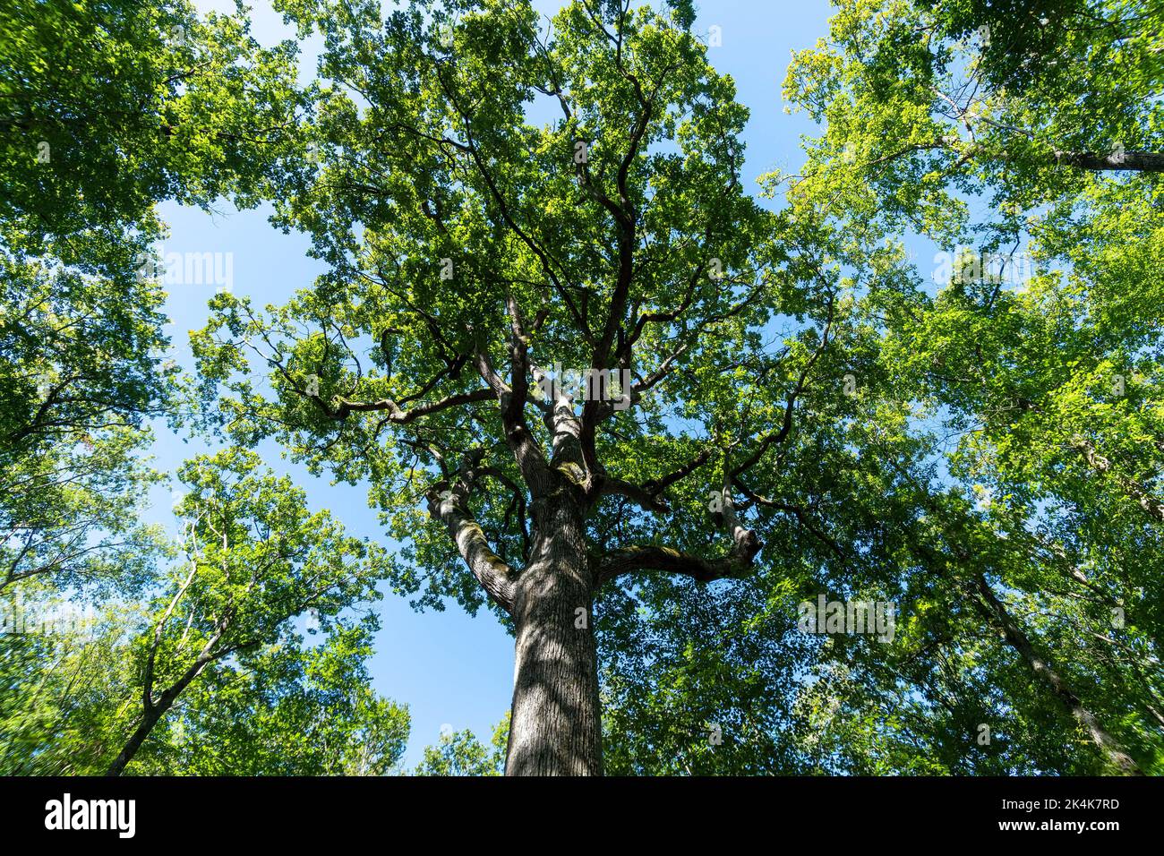 Forest of Troncais . Remarkable oak tree. Charles Louis Philippe oak ...