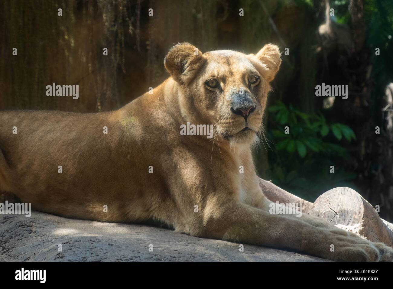 Lion female face hi-res stock photography and images - Alamy