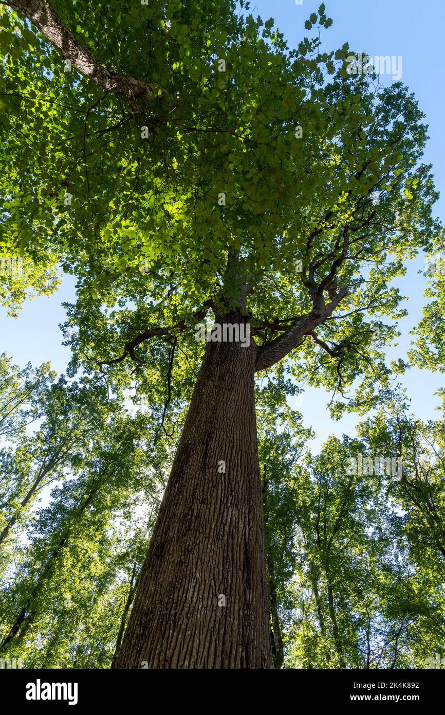 Forest of Troncais . Remarkable oak tree. Charles Louis Philippe oak ...