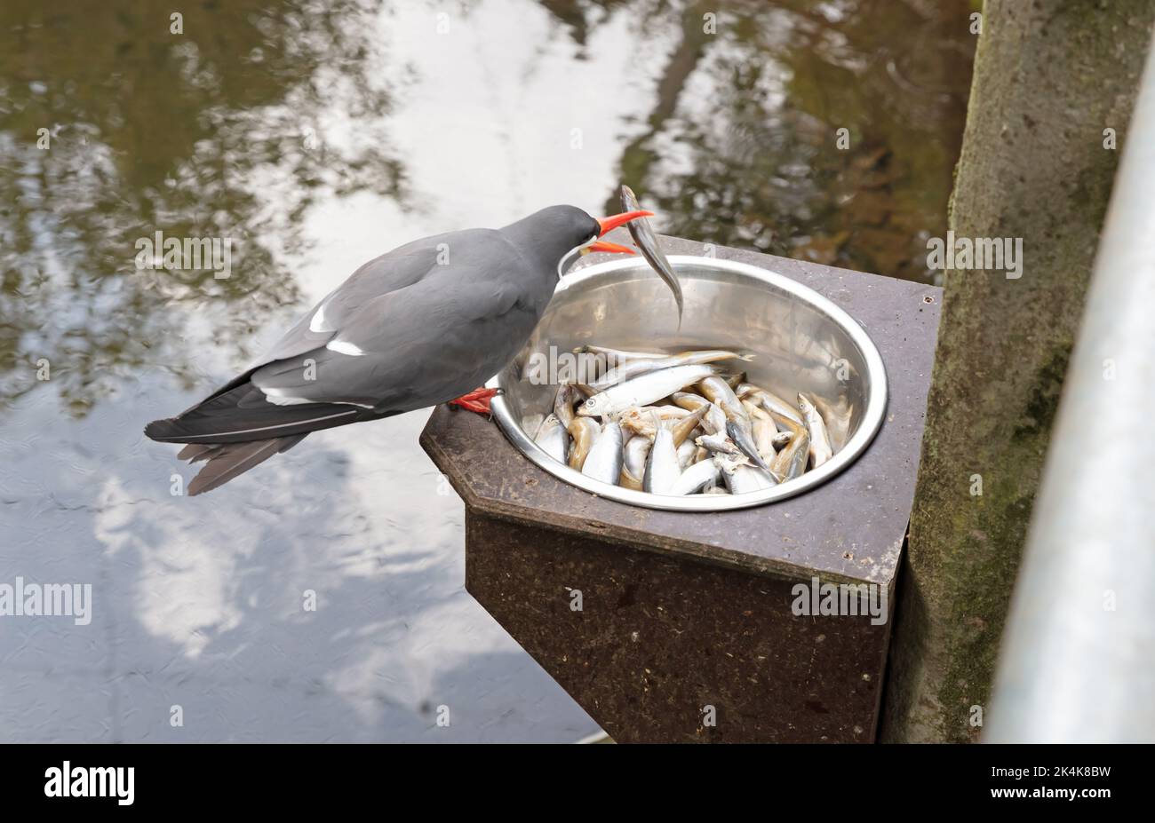 Tern eating fish hi-res stock photography and images - Alamy