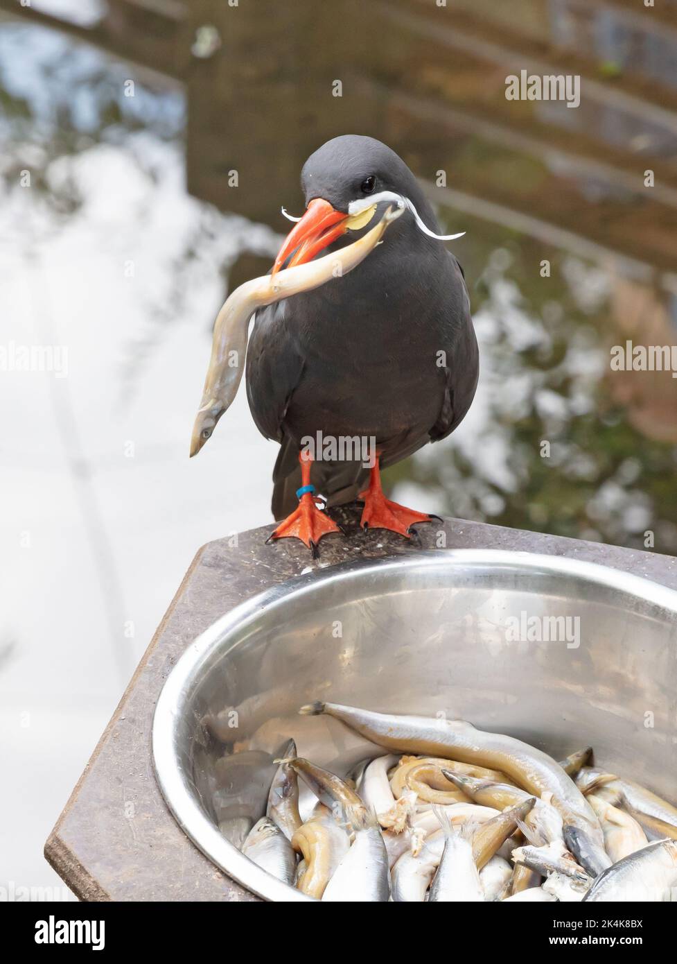 Healthy Inca Tern eating fish from a metal bowl - These birds are ...