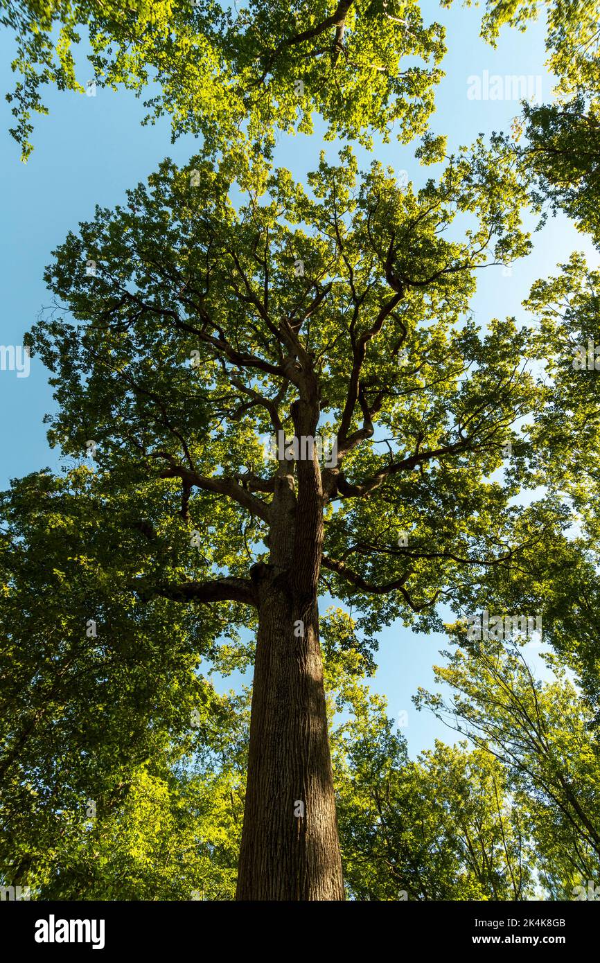 Forest of Troncais . Remarkable oak tree. Charles Louis Philippe oak ...