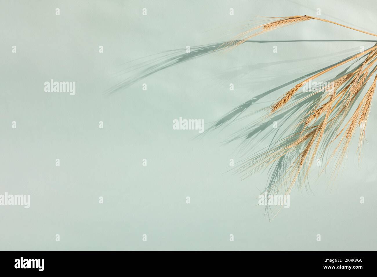 Golden rye ears, dry yellow cereals spikelets with shadow on light ...