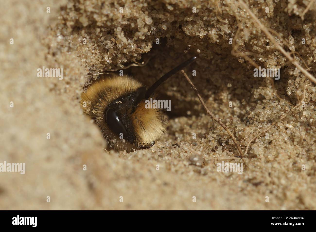 Natural closeup on a male Cellophane solitary bee, Colletes ...