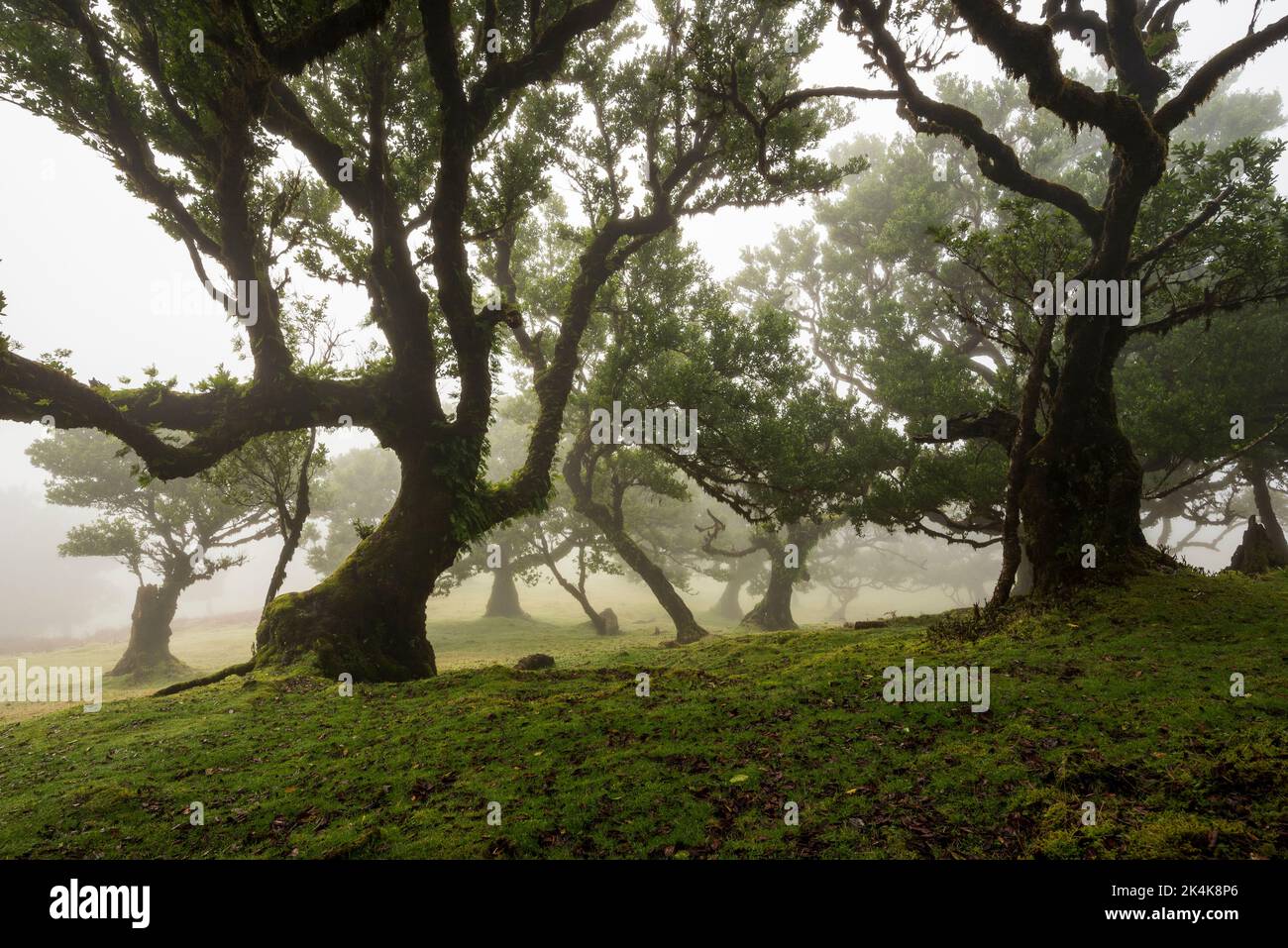 Mystic laurel forest landscape at Fanal, Madeira, with impressive old ...