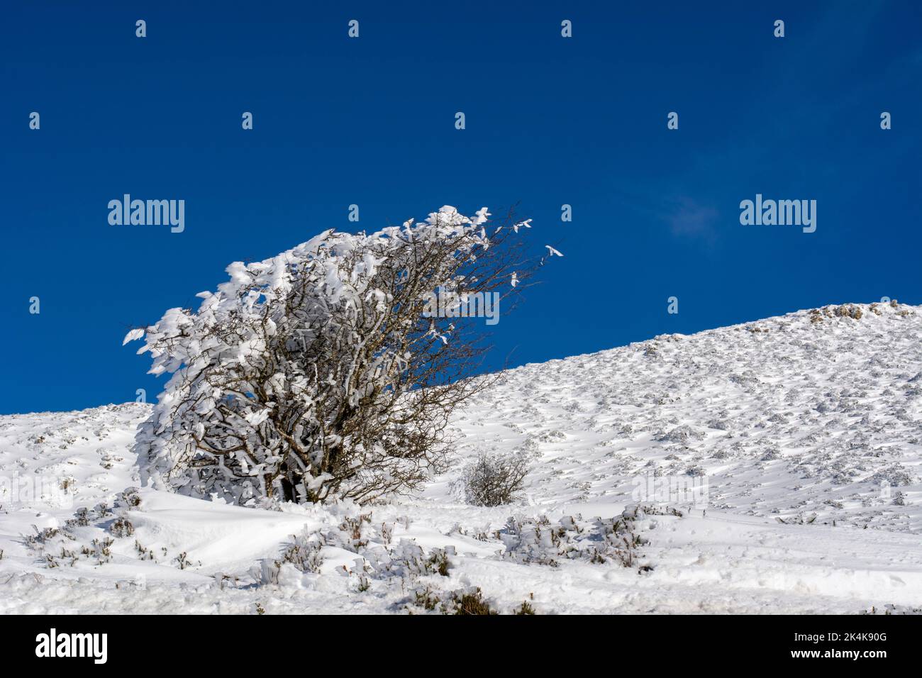 snow covered bush on blue sky background Stock Photo - Alamy