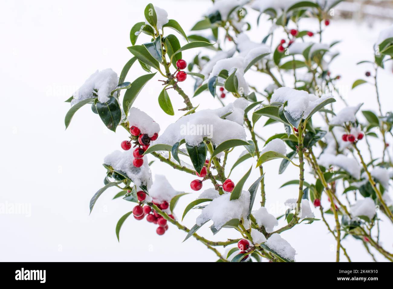 a branch of a Holly tree with red berries covered with snow Stock Photo ...