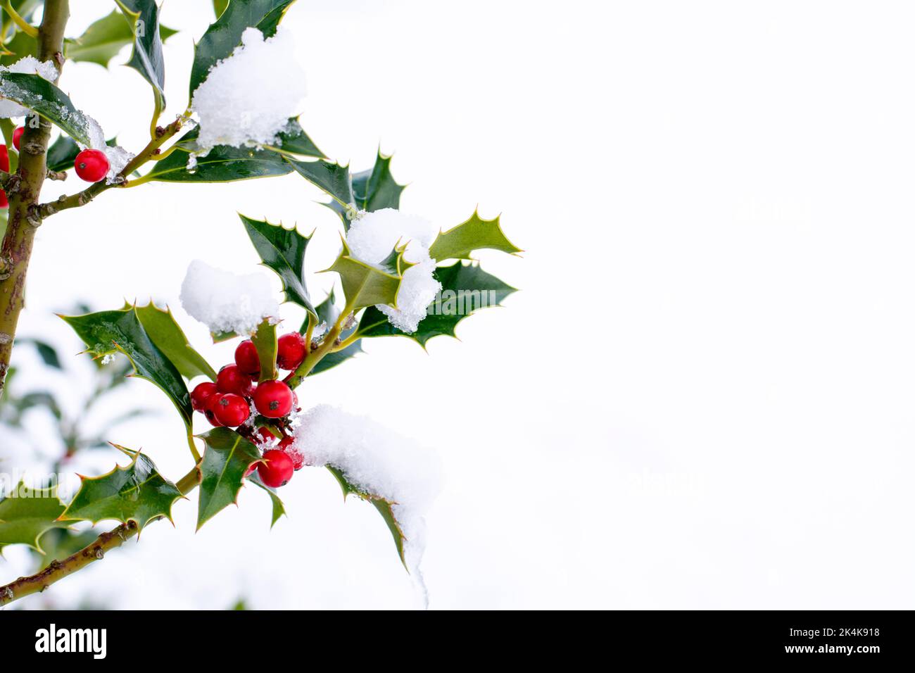 a branch of a Holly tree with red berries covered with snow Stock Photo ...