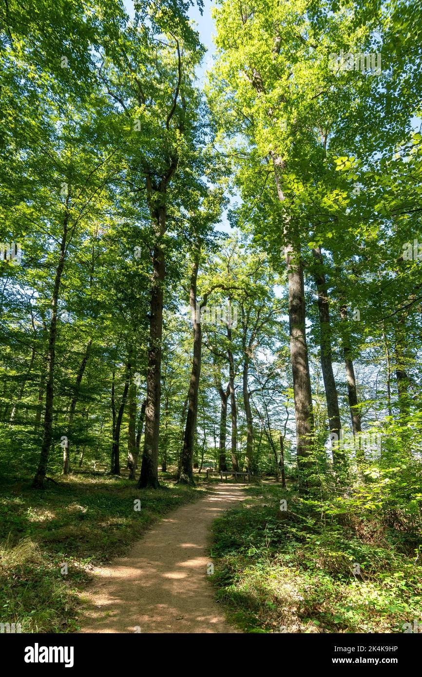 Troncais forest. Oak trees. Allier department. Auvergne Rhone Alpes ...