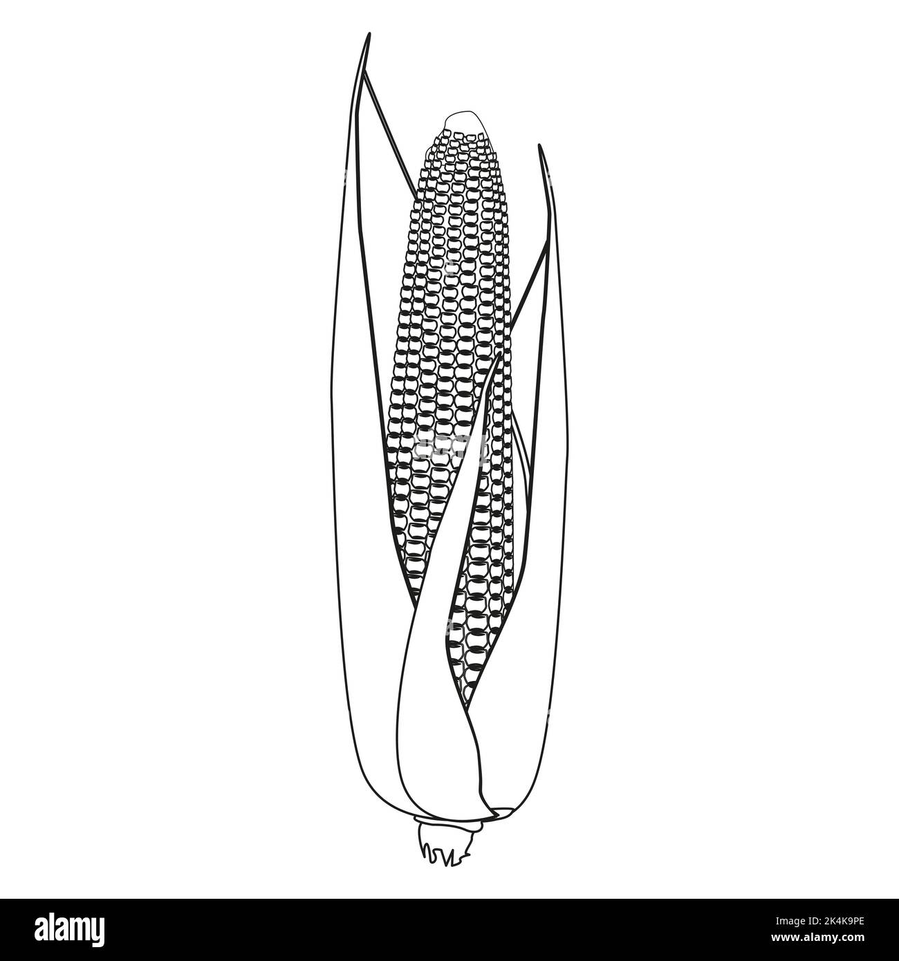 Outline corn cob with grains and leaves isolated on white background ...