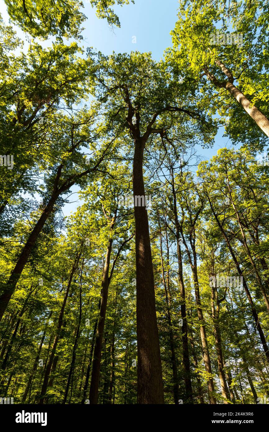 Troncais forest. Oak trees. Allier department. Auvergne Rhone Alpes ...