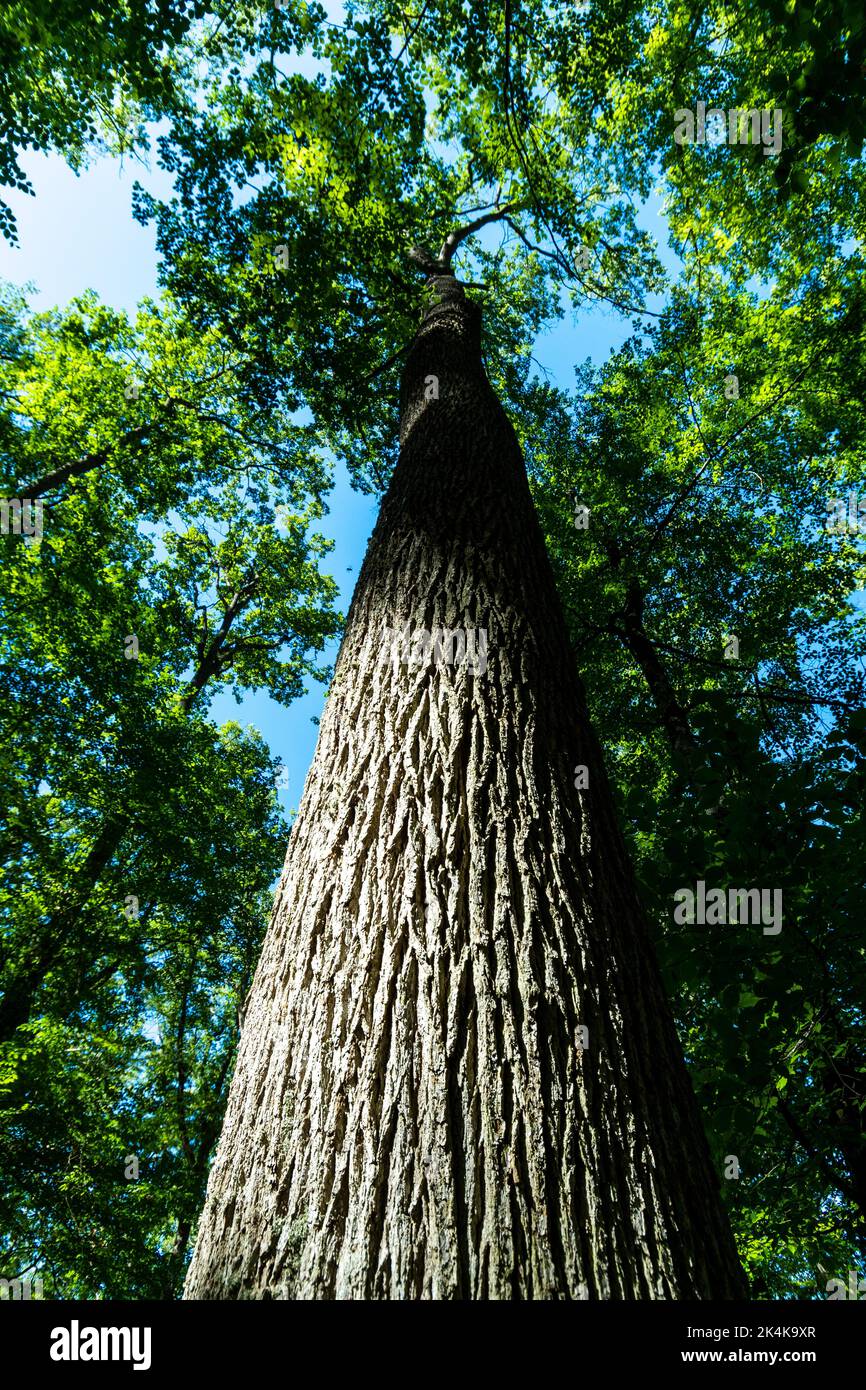 Land of troncais hi-res stock photography and images - Alamy
