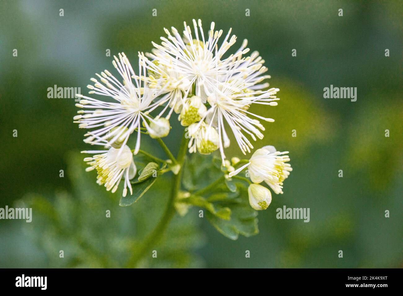 Rue rue de columbine hi-res stock photography and images - Alamy