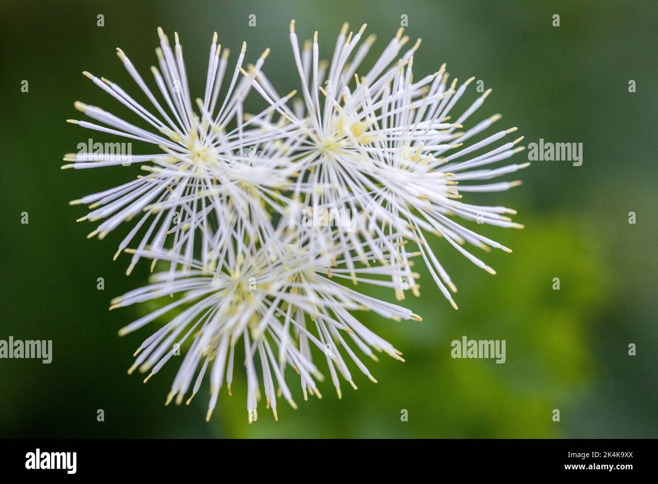Siberian columbine meadow-rue, columbine meadow-rue, French meadow-rue ...