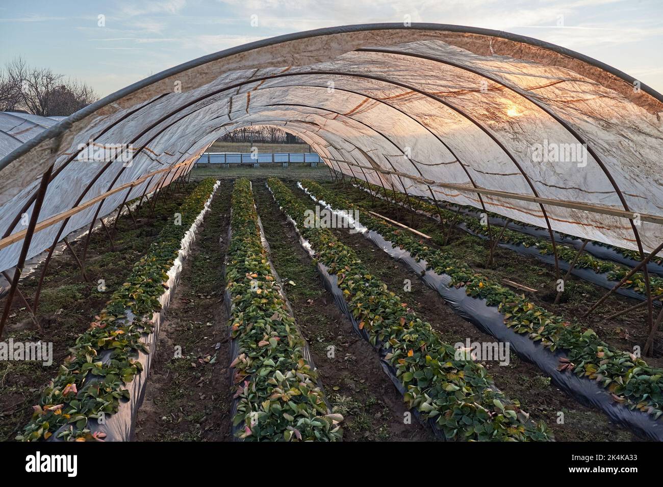 Greenhouse agricultural production Stock Photo - Alamy