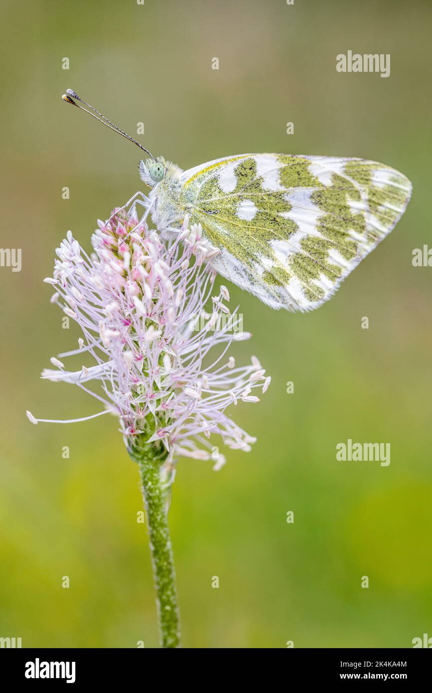 Pontia daplidice hi-res stock photography and images - Alamy