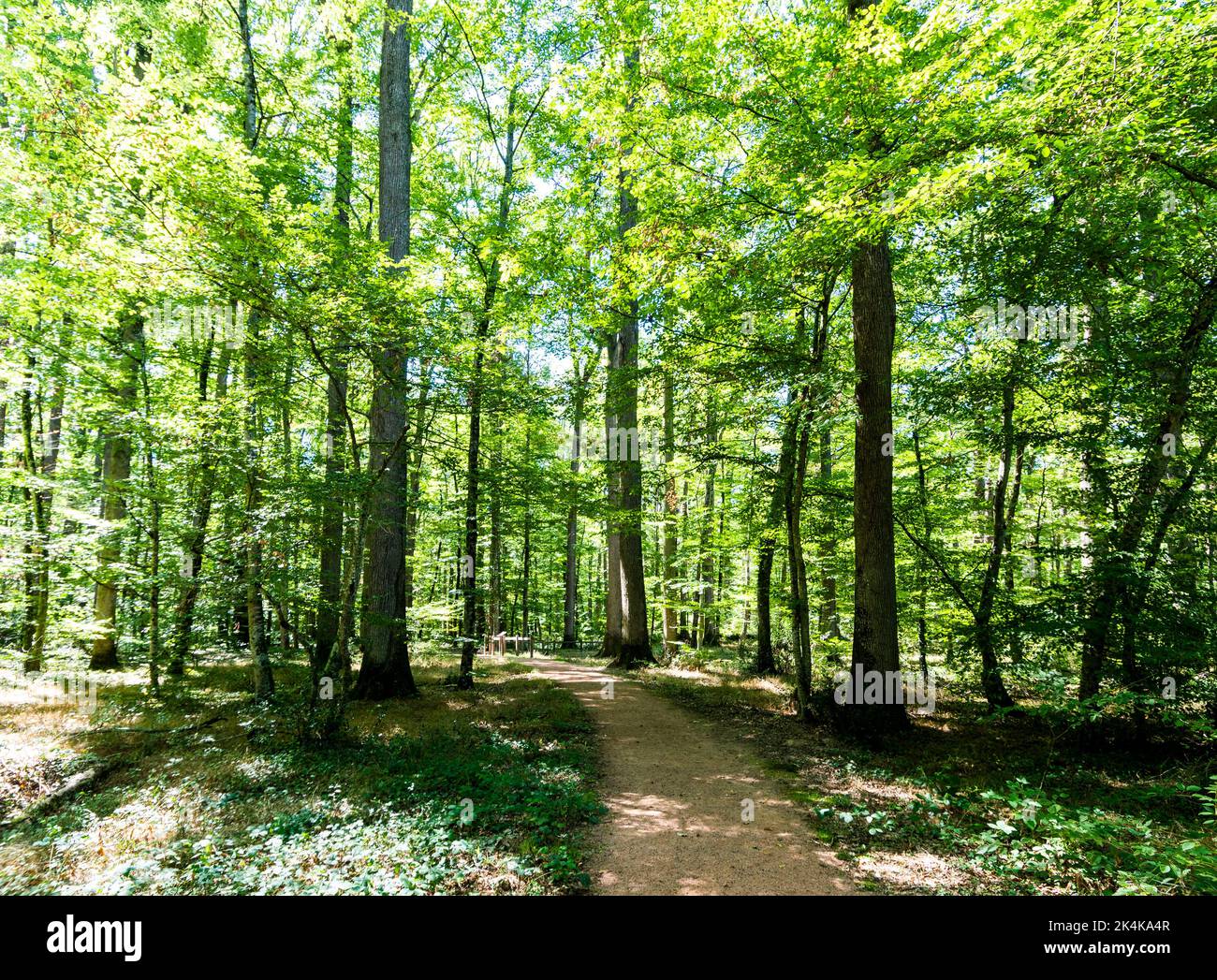 Troncais forest. Oak trees. Allier department. Auvergne Rhone Alpes ...