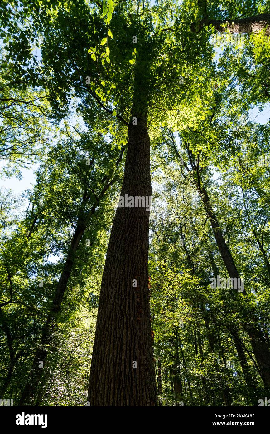 Troncais forest. Oak trees. Allier department. Auvergne Rhone Alpes ...