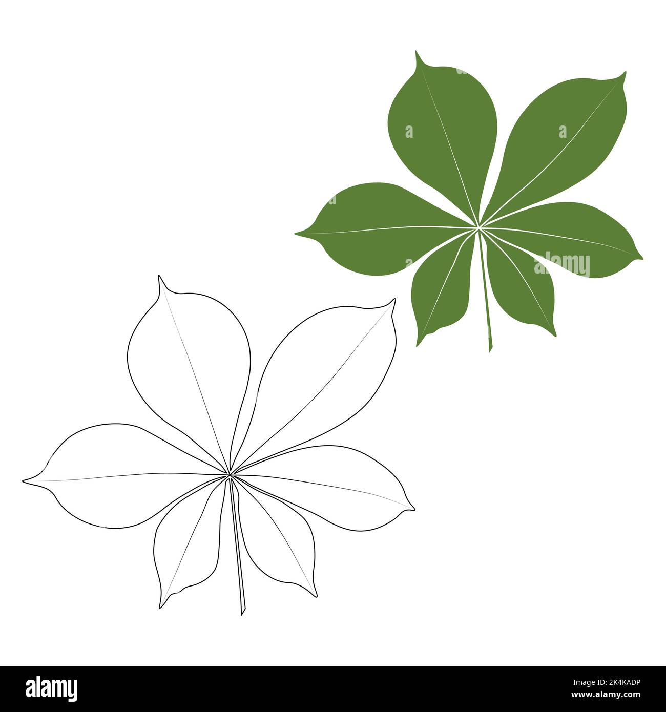 Set of vector chestnut leaf outline and coloured icon. Simple chestnut ...