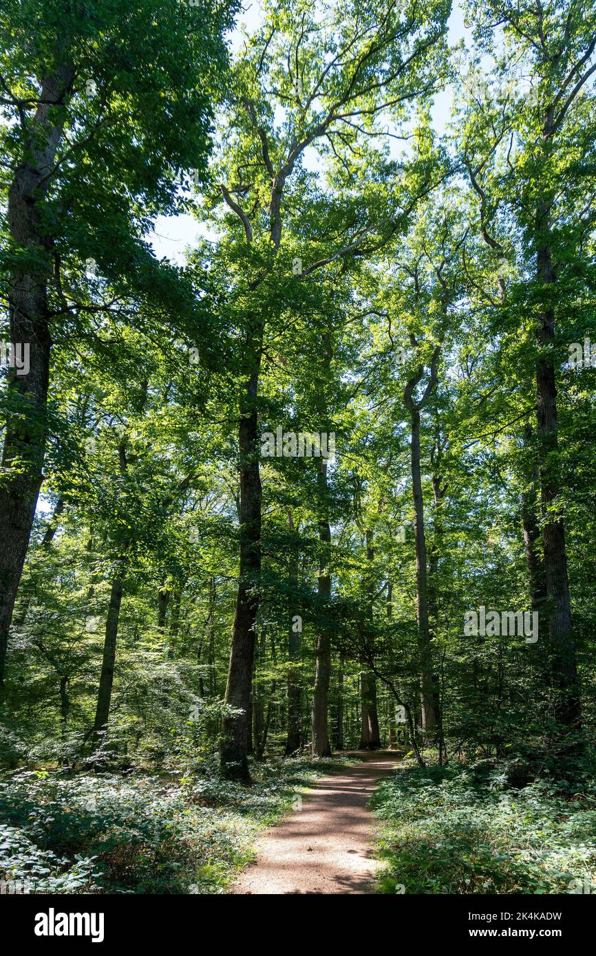 Troncais forest. Oak trees. Allier department. Auvergne Rhone Alpes ...
