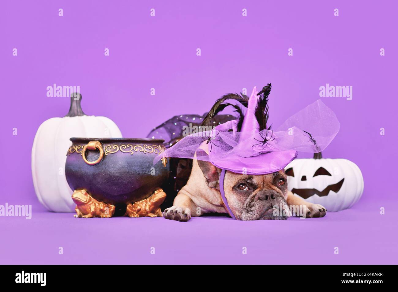 French Bulldog dog with Halloween costume witch hat next to cauldron ...