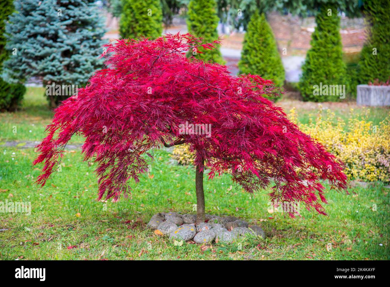 Acer palmatum 'Dissectum Attropurpureum'. Acer palmatum tree with red ...