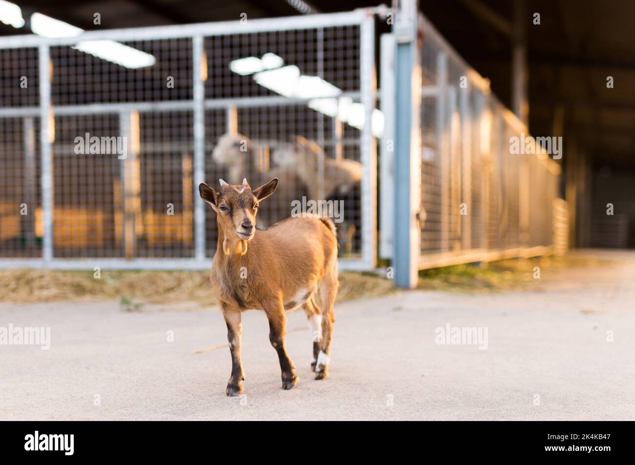 little goat walking on the farm Stock Photo - Alamy