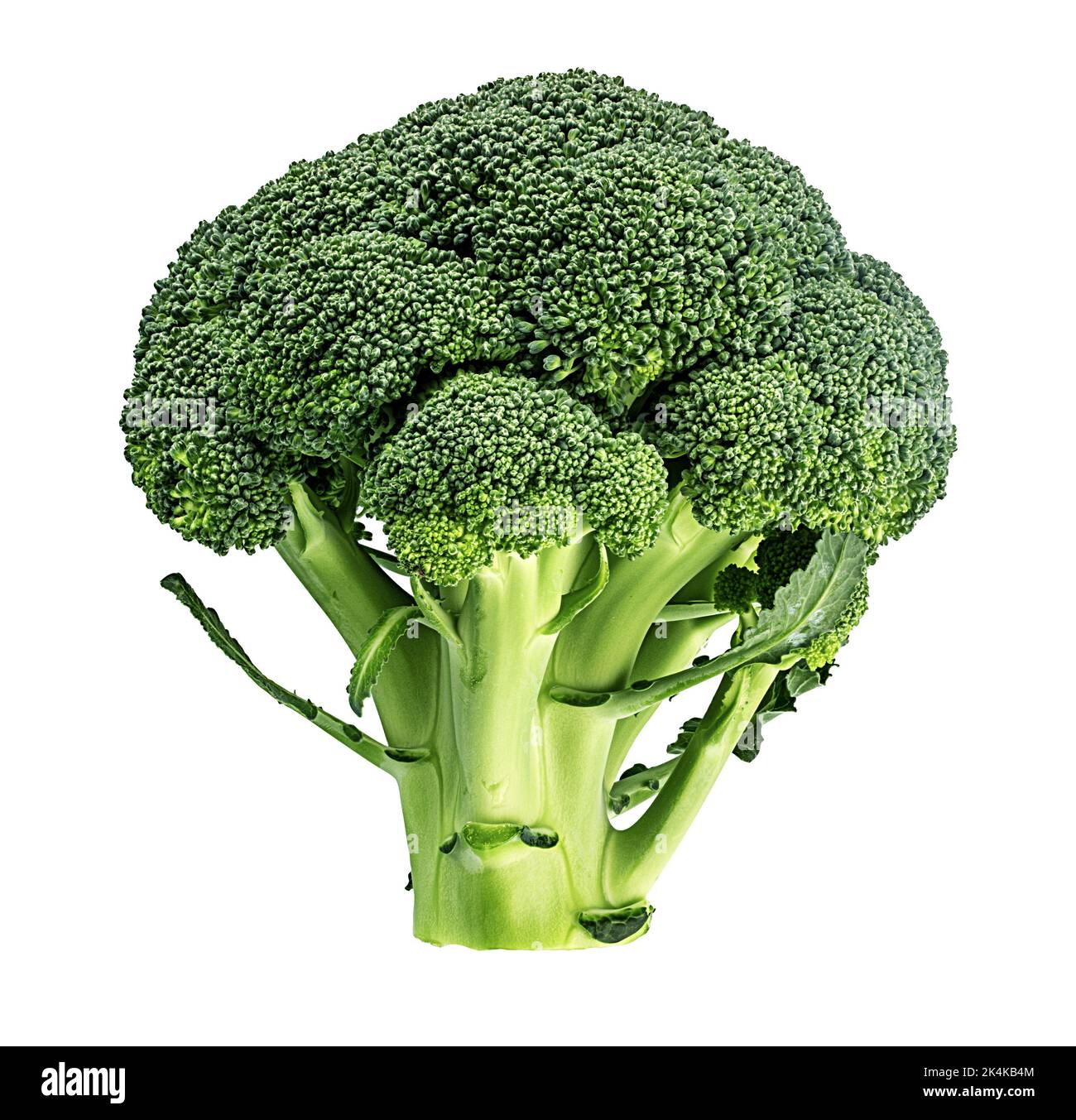 Broccoli isolated on white background Stock Photo - Alamy