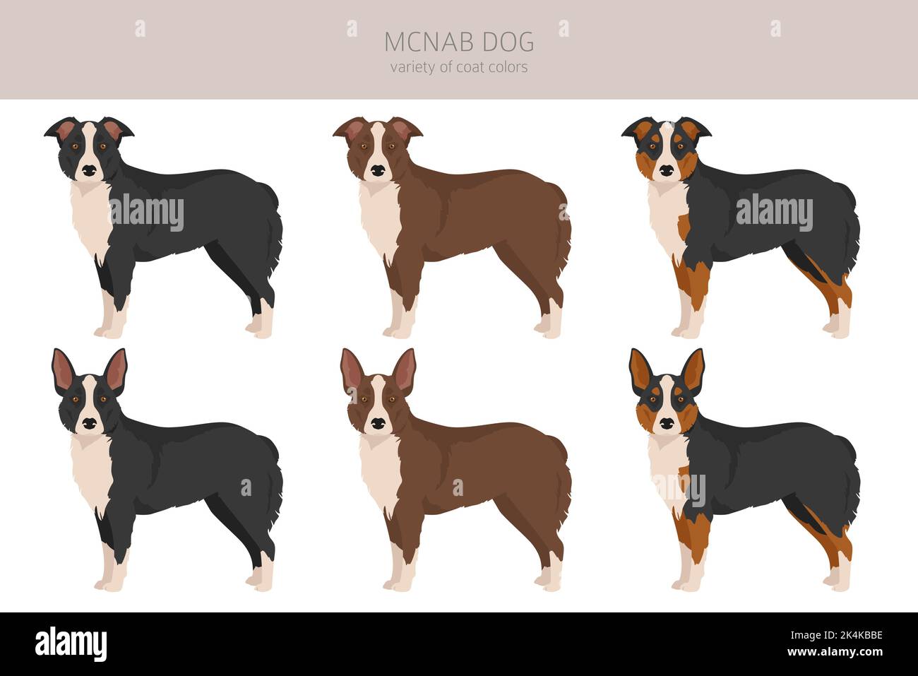 McNab dog clipart. All coat colors set. All dog breeds characteristics ...