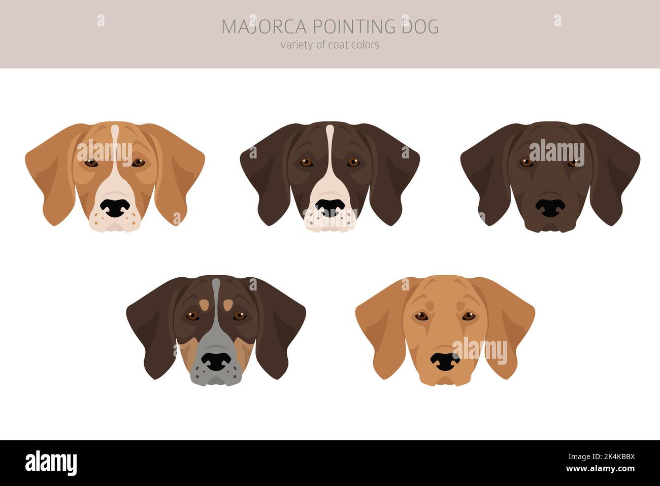 Majorca Pointing dog clipart. All coat colors set. All dog breeds ...