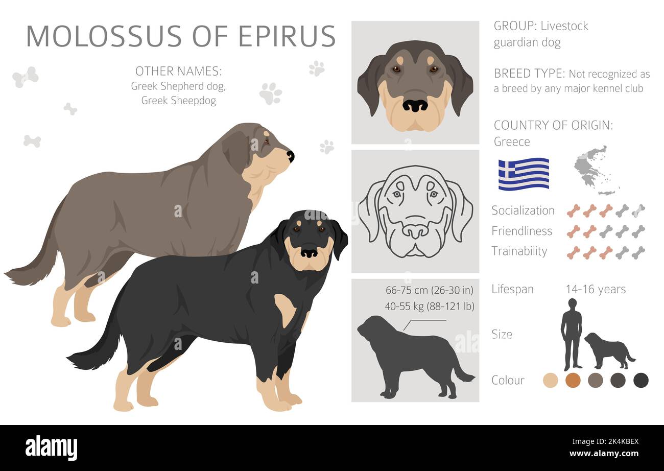 Molossus of Epirus clipart. All coat colors set. All dog breeds characteristics infographic ...