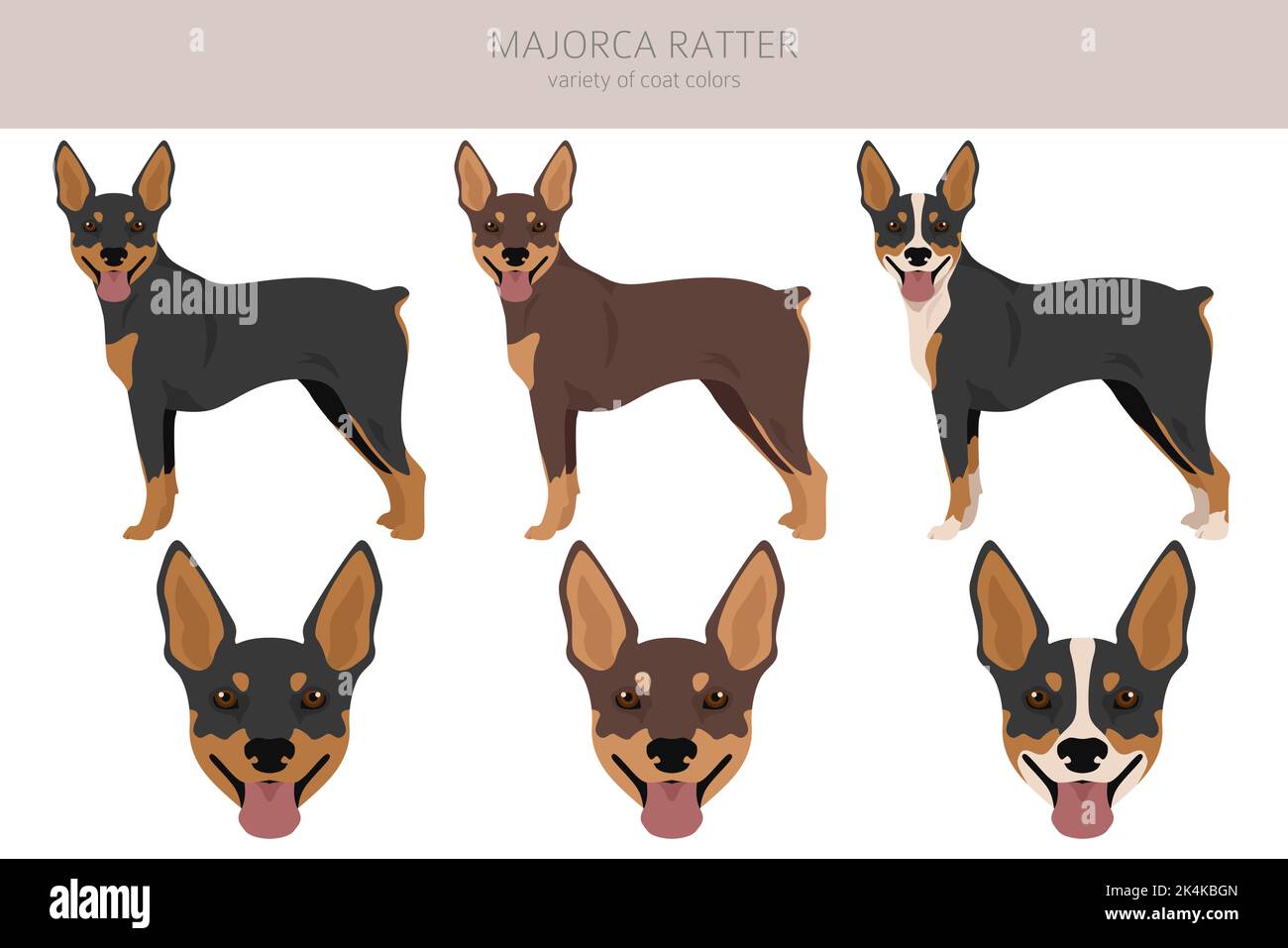 Majorca Ratter clipart. All coat colors set. All dog breeds ...