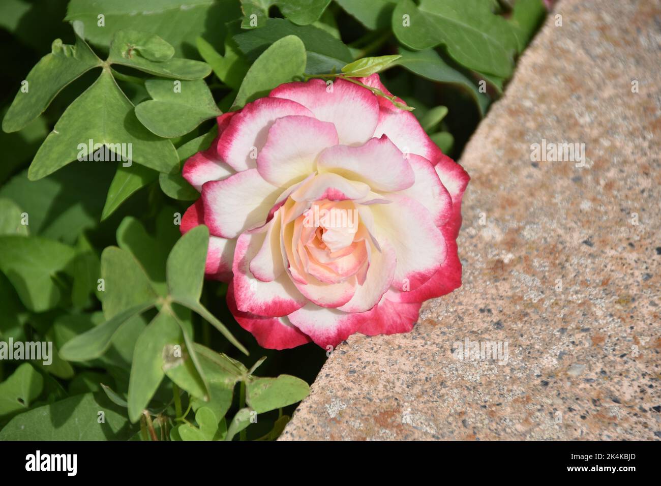 Red and white rose with leaves on a stone border in Spain Stock Photo ...
