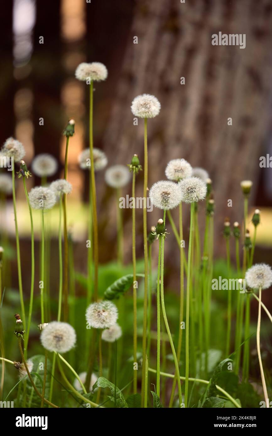 Fragile meadow hi-res stock photography and images - Alamy