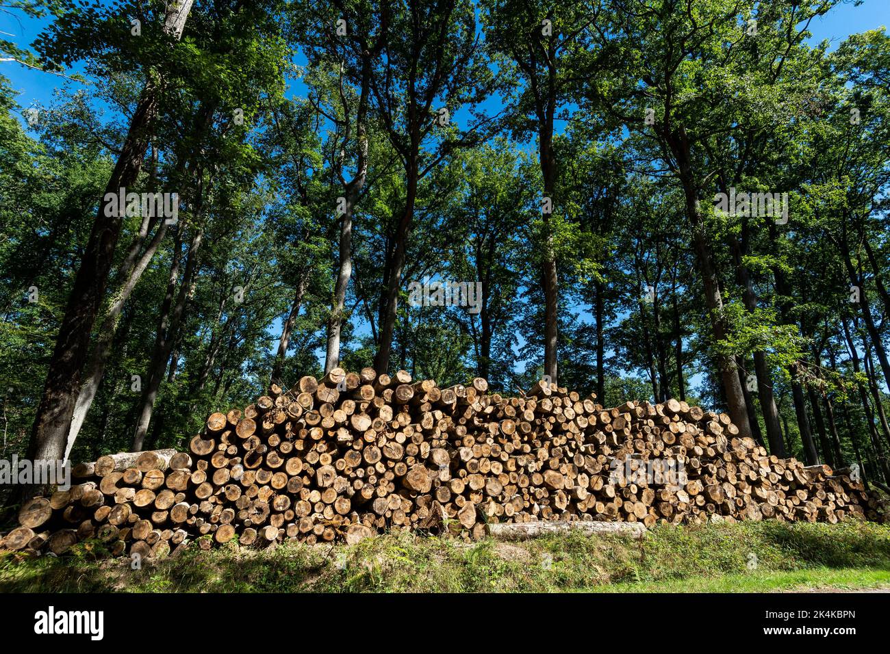 Dense foret hi-res stock photography and images - Alamy