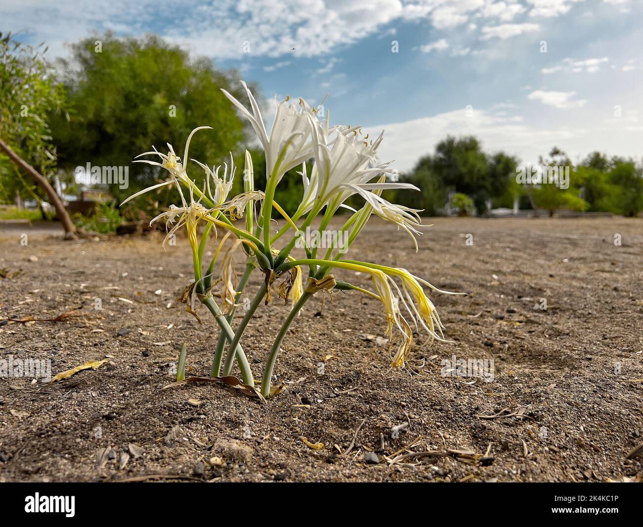 Sand lily or Sea daffodil closeup view. Pancratium maritimum, wild ...
