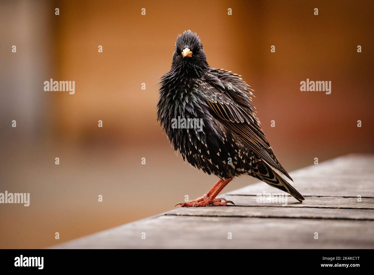 Starling (Sturnus Vulgaris) - Ruffled Feathers After Rainfall Stock ...
