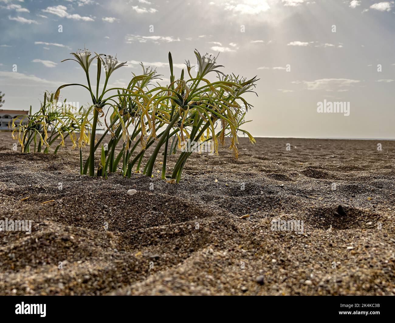 Sand lily or Sea daffodil closeup view. Pancratium maritimum, wild ...