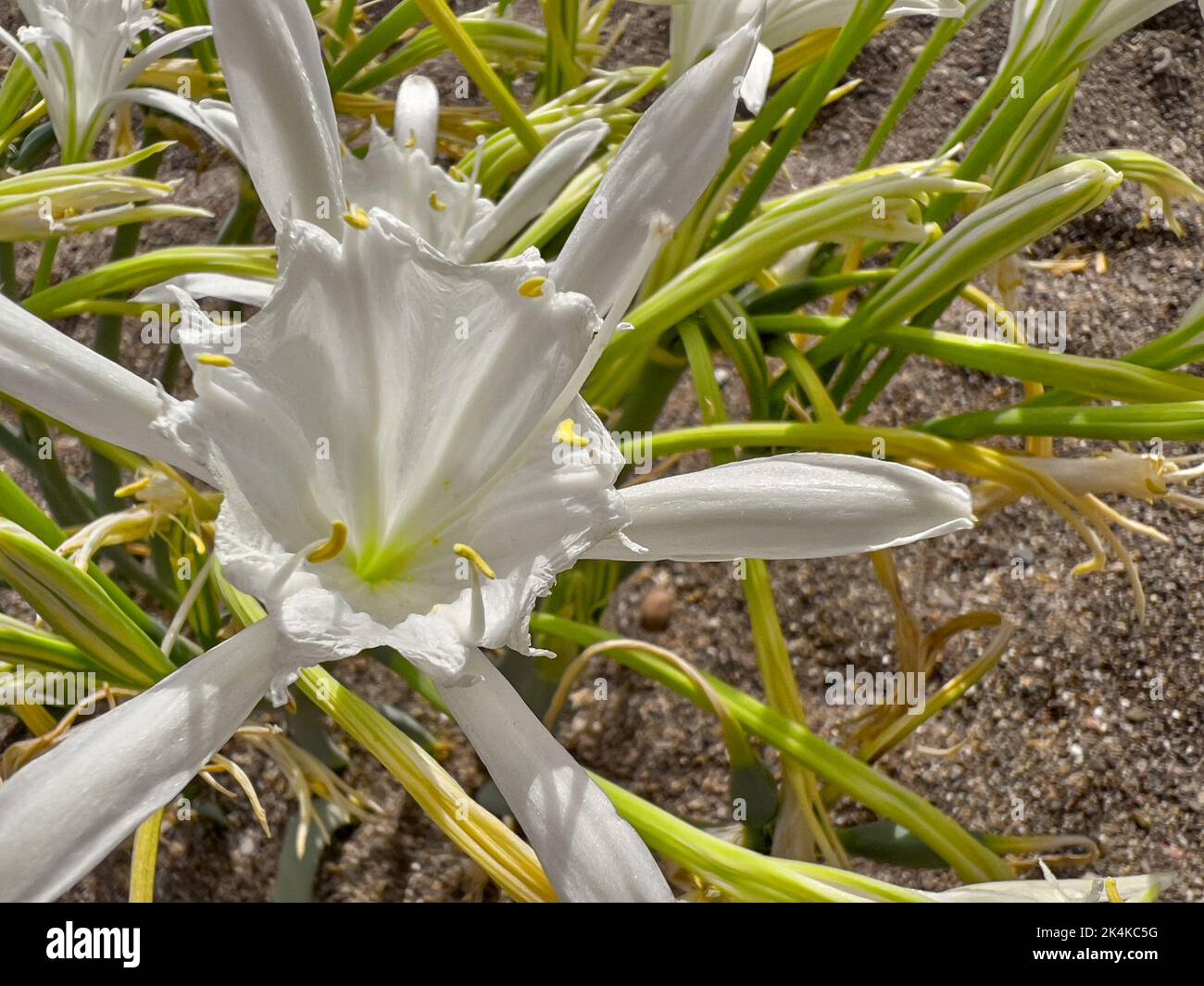 Sand lily or Sea daffodil closeup view. Pancratium maritimum, wild ...