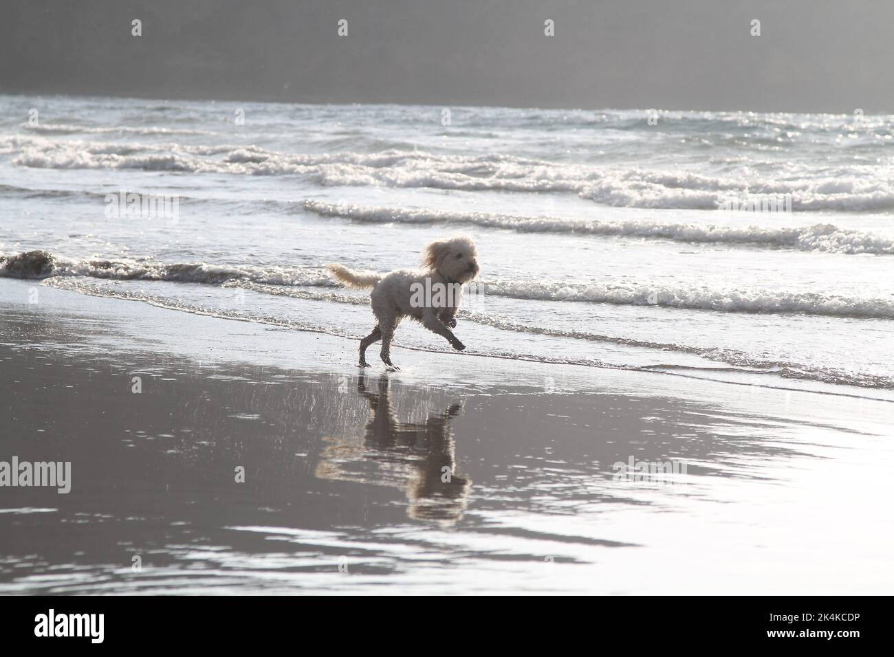 Dog running on beach. Photo by Nikki Attree Stock Photo - Alamy